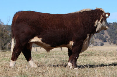 Current Sires – Talbalba Herefords