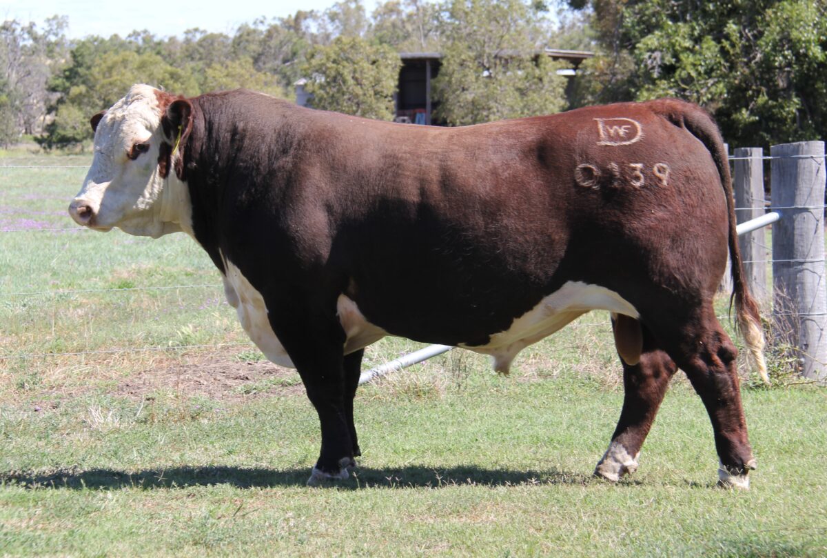 Current Sires – Talbalba Herefords