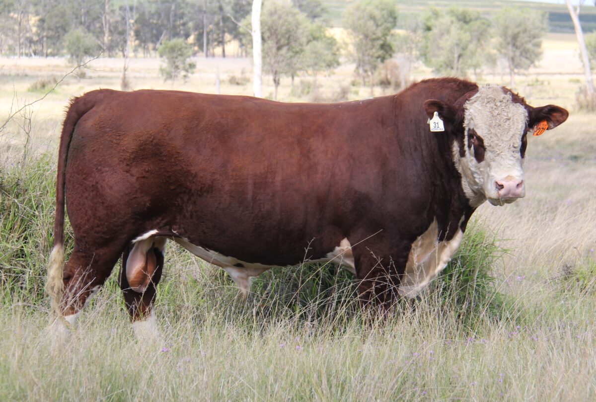 Current Sires - Talbalba Herefords