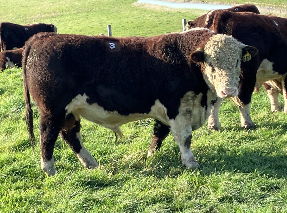 Current Sires – Talbalba Herefords